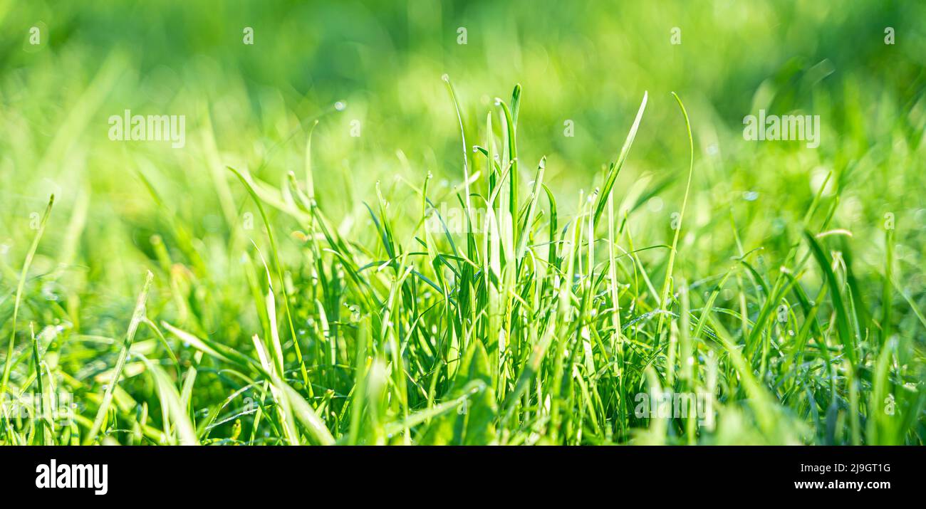 Tender juicy grass in sunlight, glare and dew drops. Summer grass Stock ...