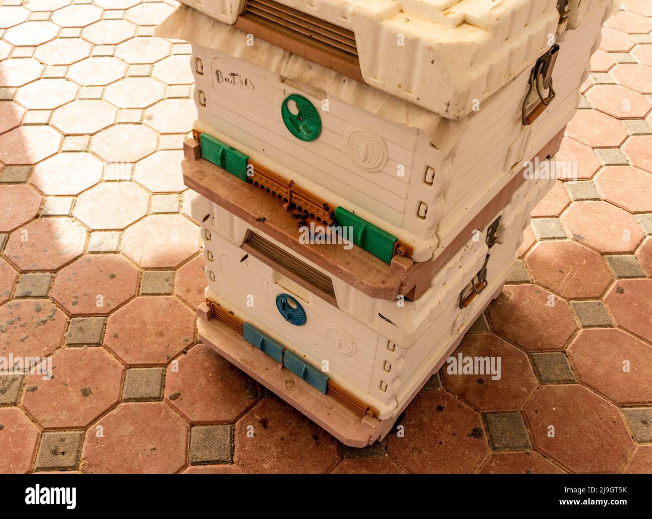 Plastic hive hi-res stock photography and images - Alamy