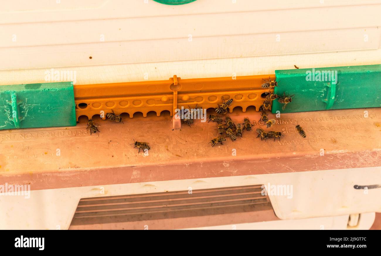 Plastic hive hi-res stock photography and images - Alamy