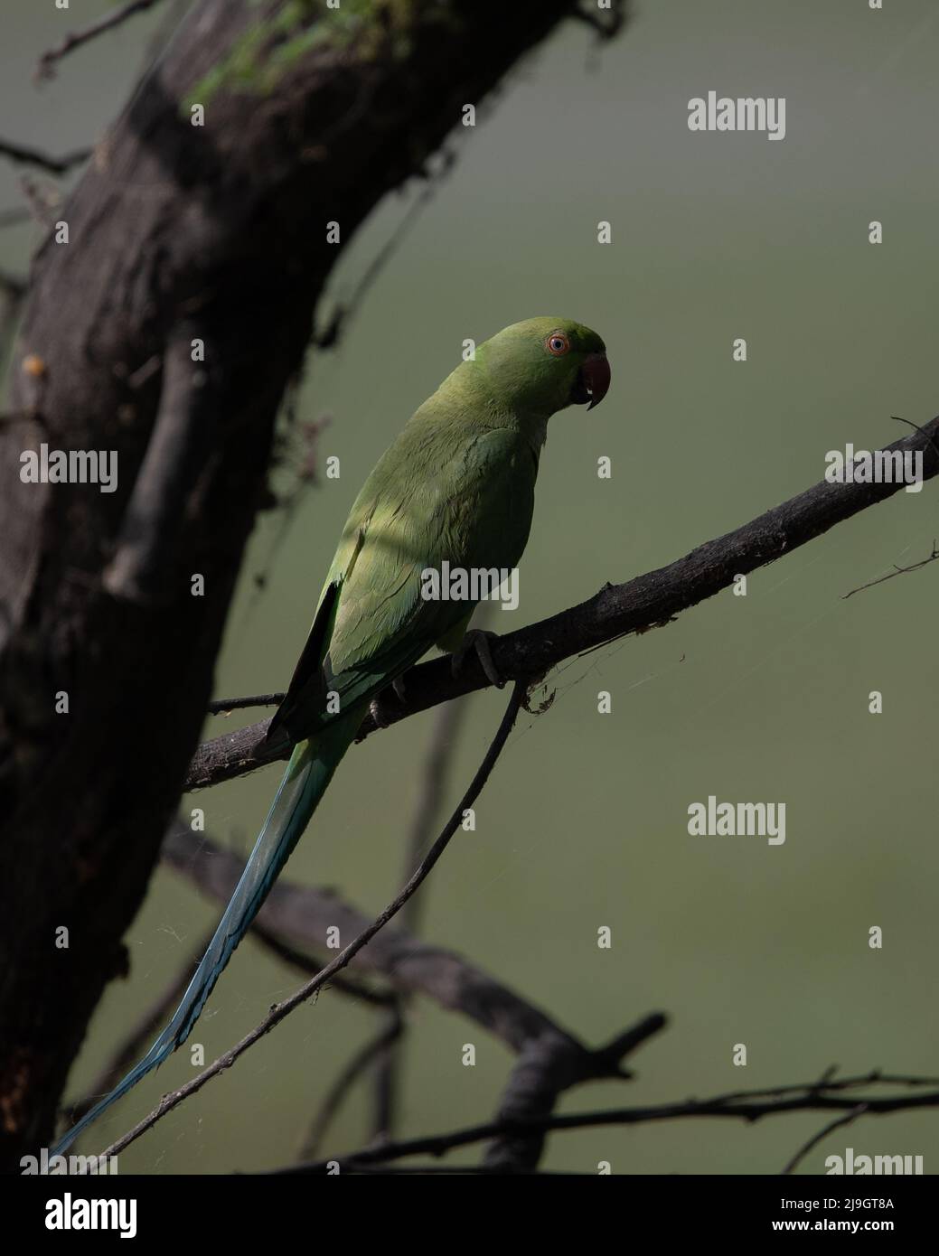 Rose-Ringed Parakeet in a tree at Sultanpur Bird Sanctuary, Haryana ...
