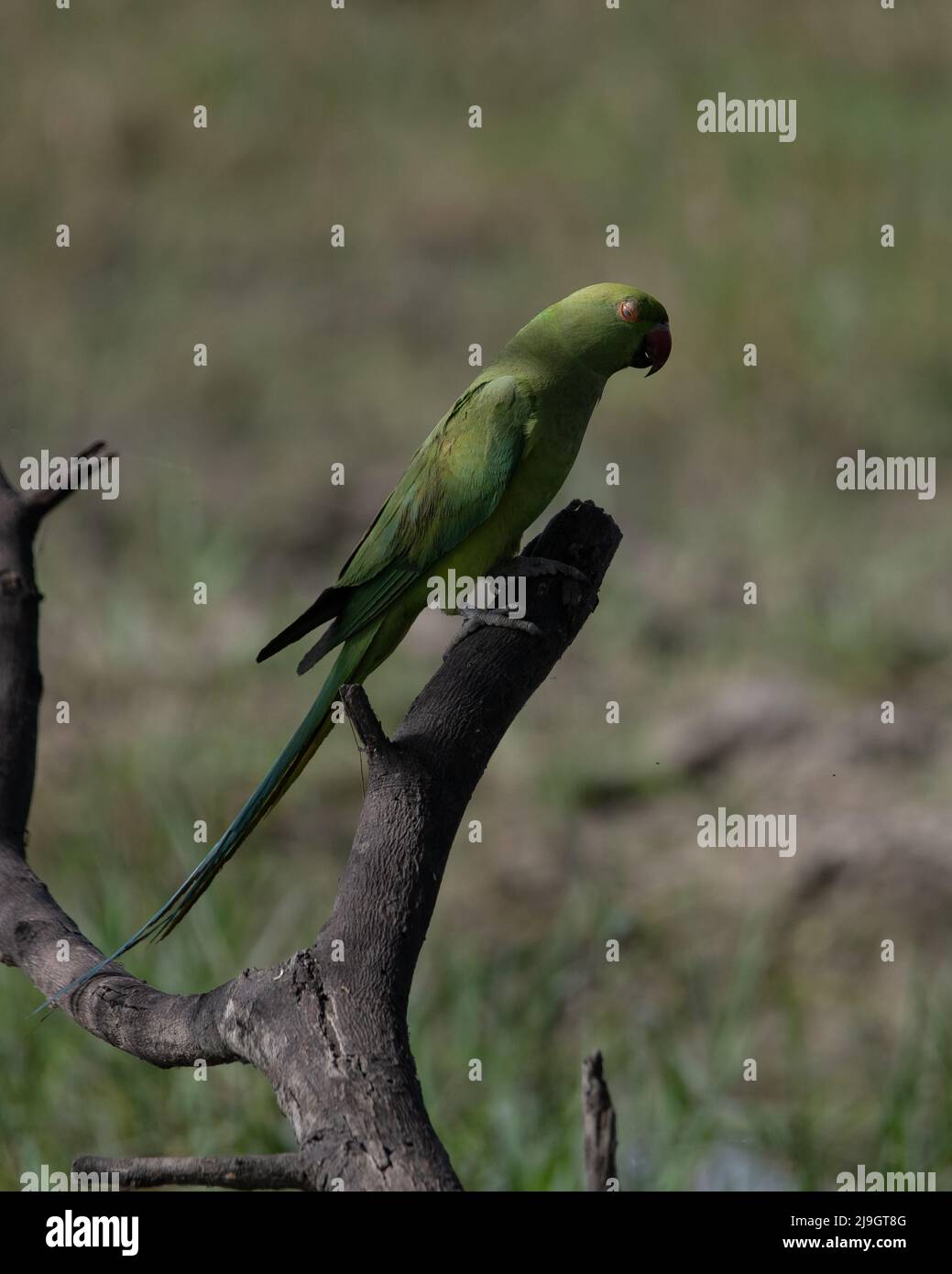 Rose-Ringed Parakeet in a tree at Sultanpur Bird Sanctuary, Haryana ...