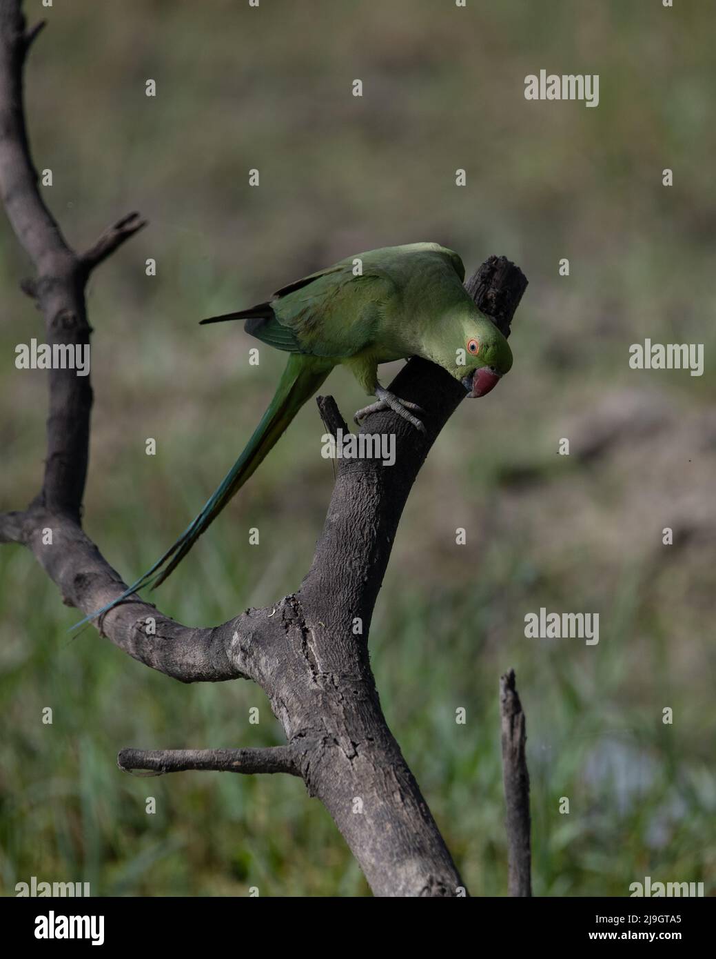 Rose-Ringed Parakeet in a tree at Sultanpur Bird Sanctuary, Haryana ...