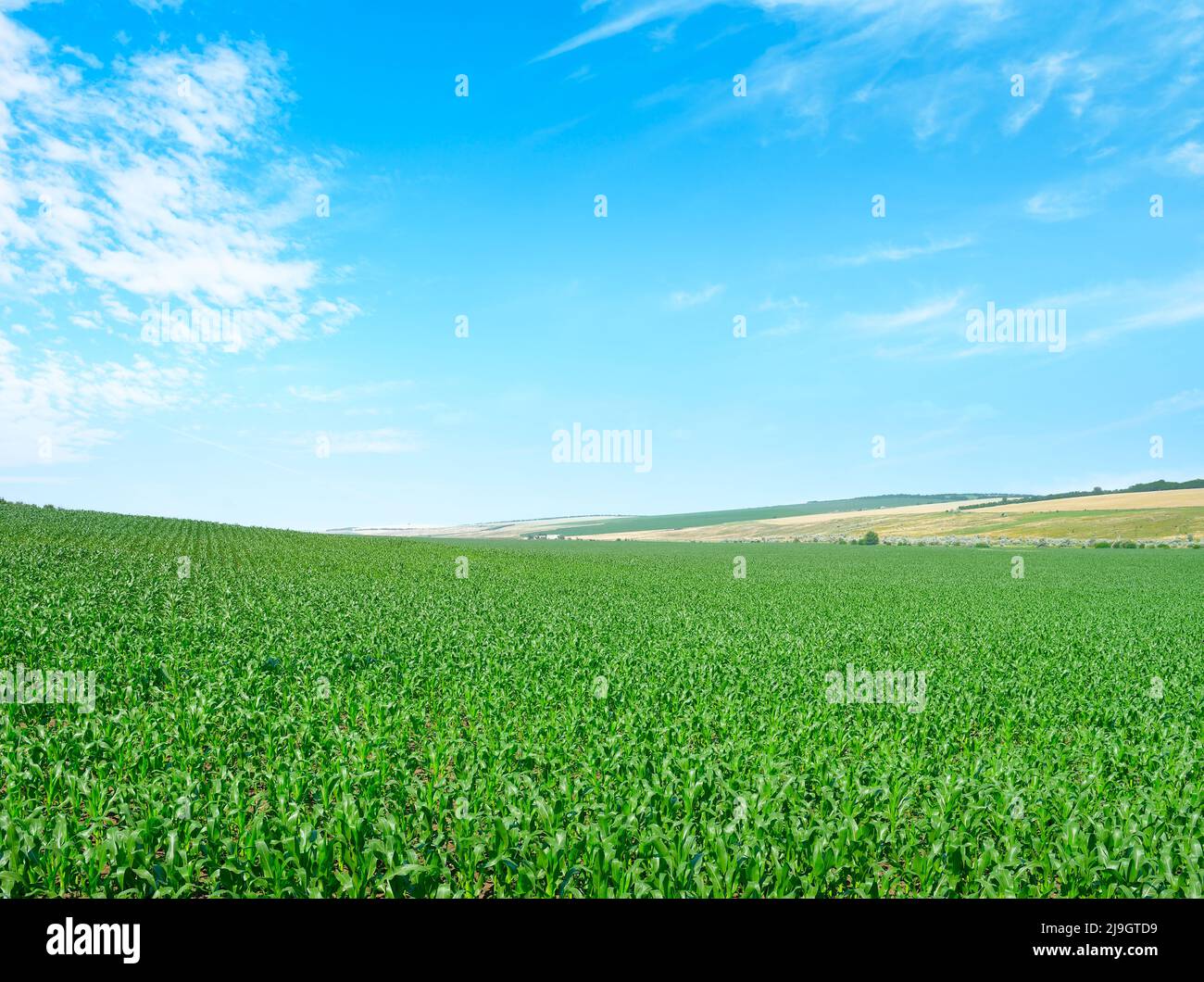 Corn field and blue sky Stock Photo - Alamy
