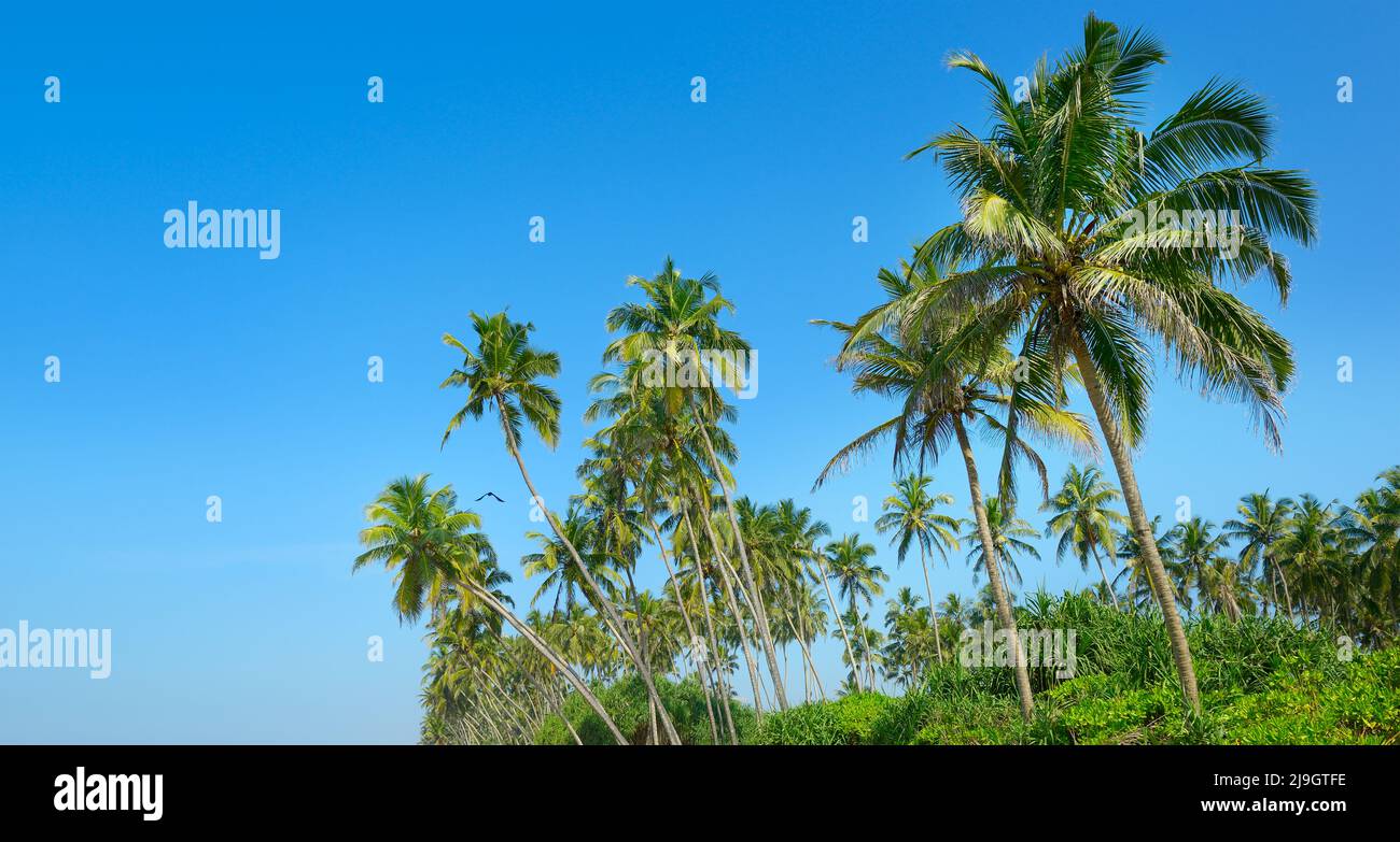 Coconut tree forest hi-res stock photography and images - Alamy