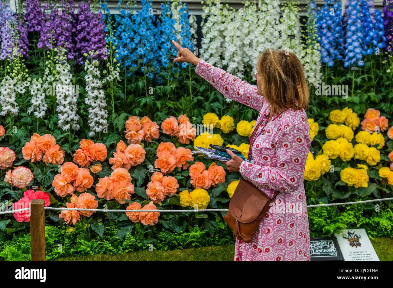 London, UK. 23rd May, 2022. Delphiniums and Begonias on the Blackmore ...
