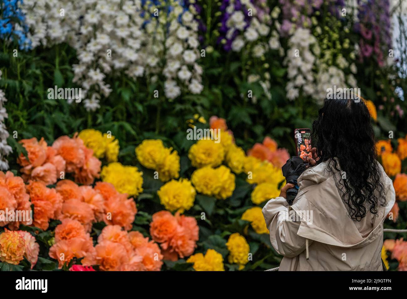 London, UK. 23rd May, 2022. Delphiniums and Begonias on the Blackmore ...