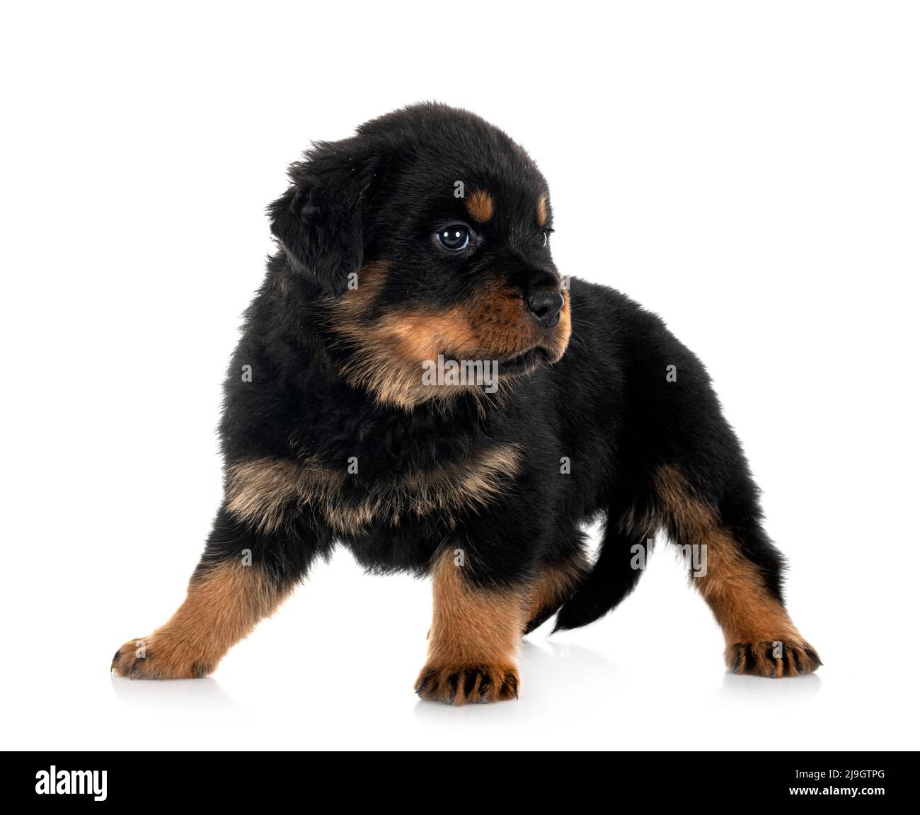 puppy purebred rottweiler in front of white background Stock Photo - Alamy