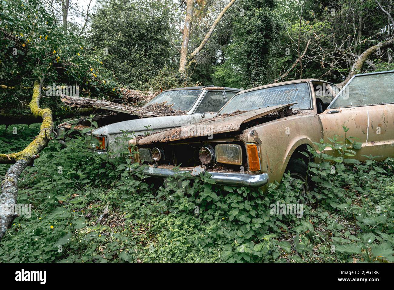 Old abandoned Ford cars dumped in the forest somewhere in Belgium Stock ...