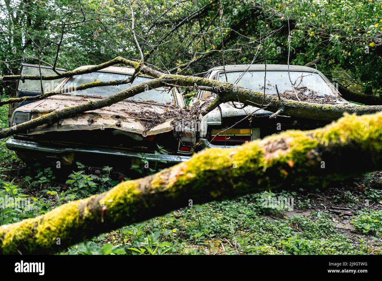 Old abandoned Ford cars dumped in the forest somewhere in Belgium Stock ...