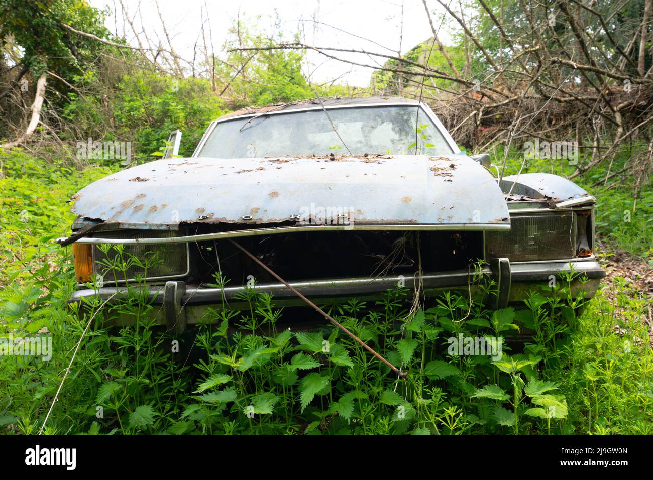 Old abandoned Ford cars dumped in the forest somewhere in Belgium Stock ...