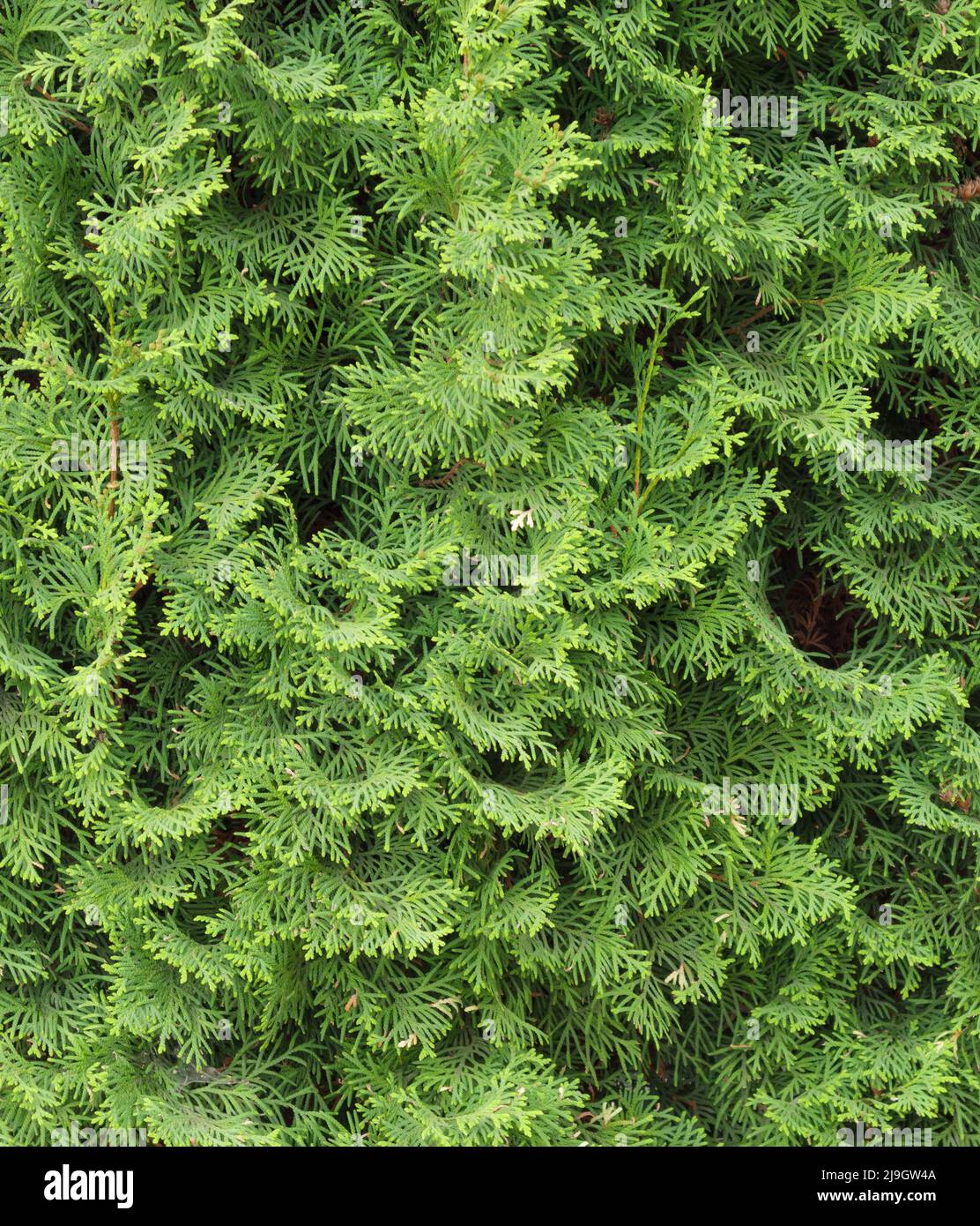 Thuja hedge texture. Arborvitae plant pattern. Gardening hedge ...