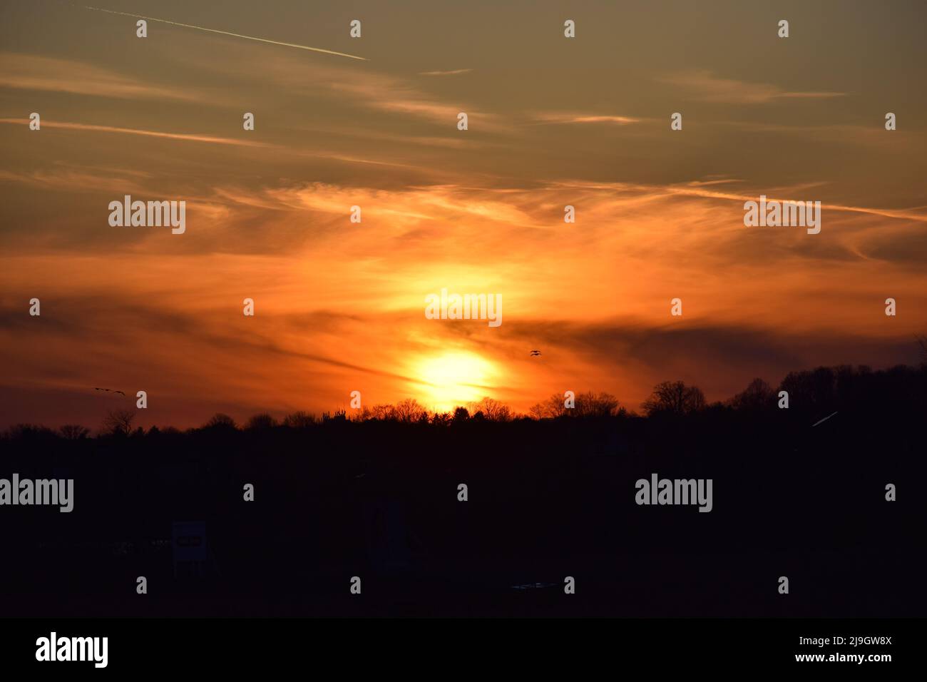Birds flying over orange sunset Stock Photo - Alamy