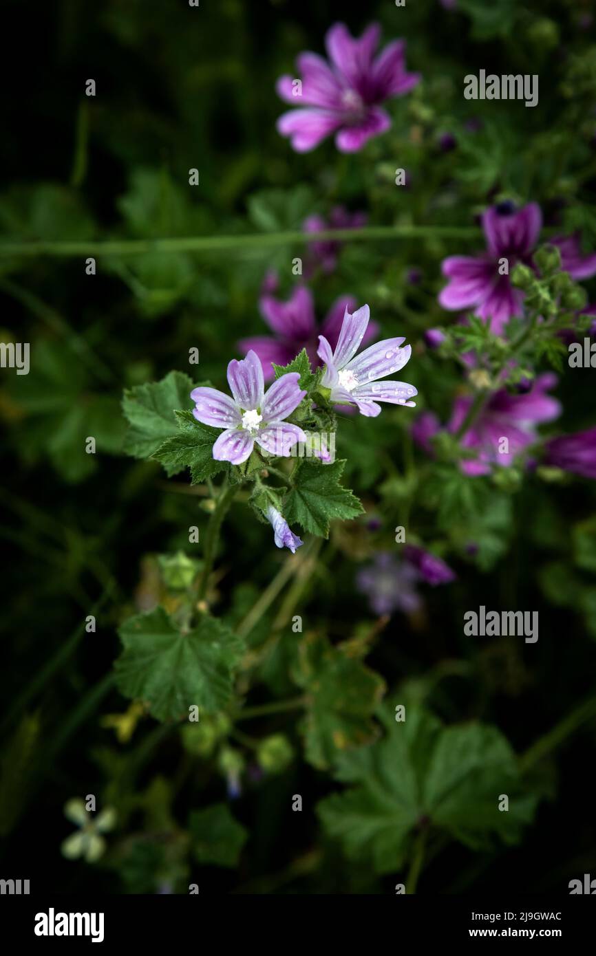 Malva sylvestris flowers. Common mallow (Malva sylvestris) flowers ...