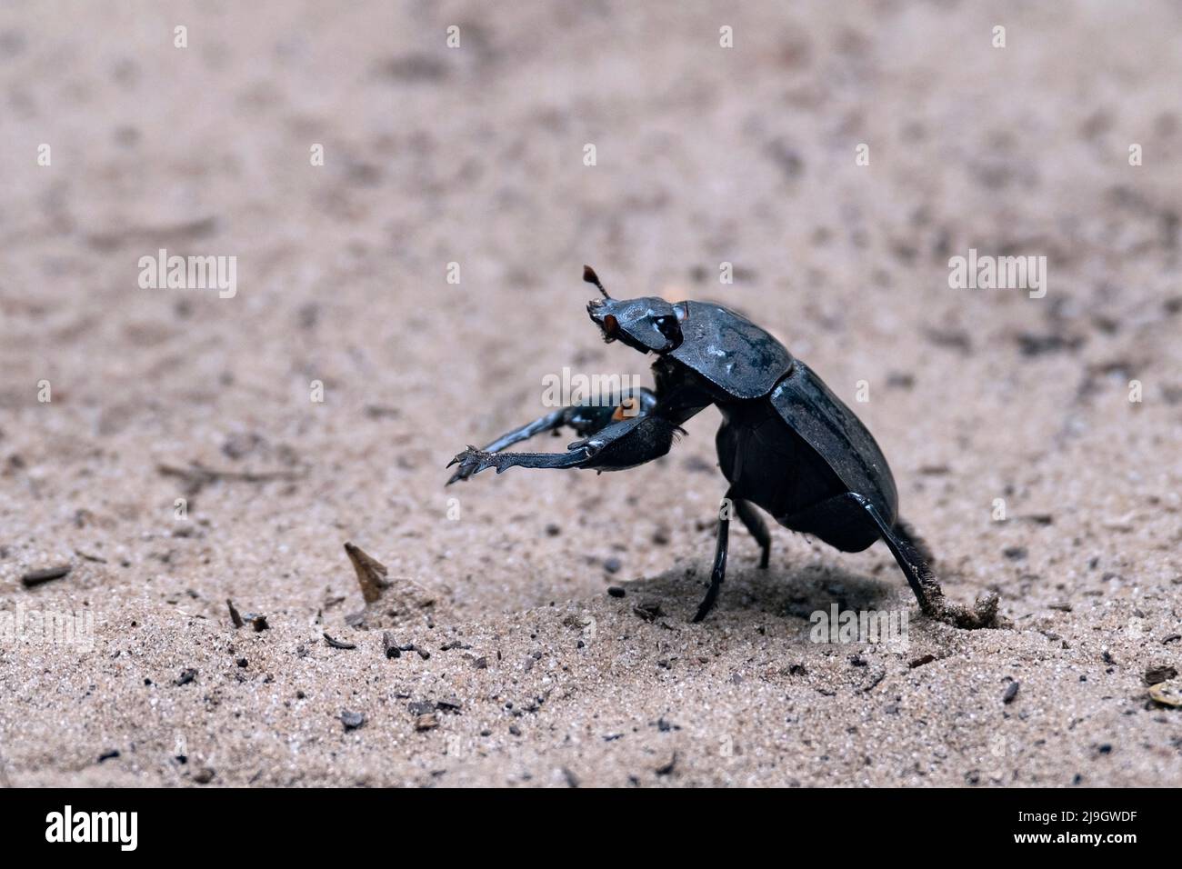 Popeye dung beetle hi-res stock photography and images - Alamy