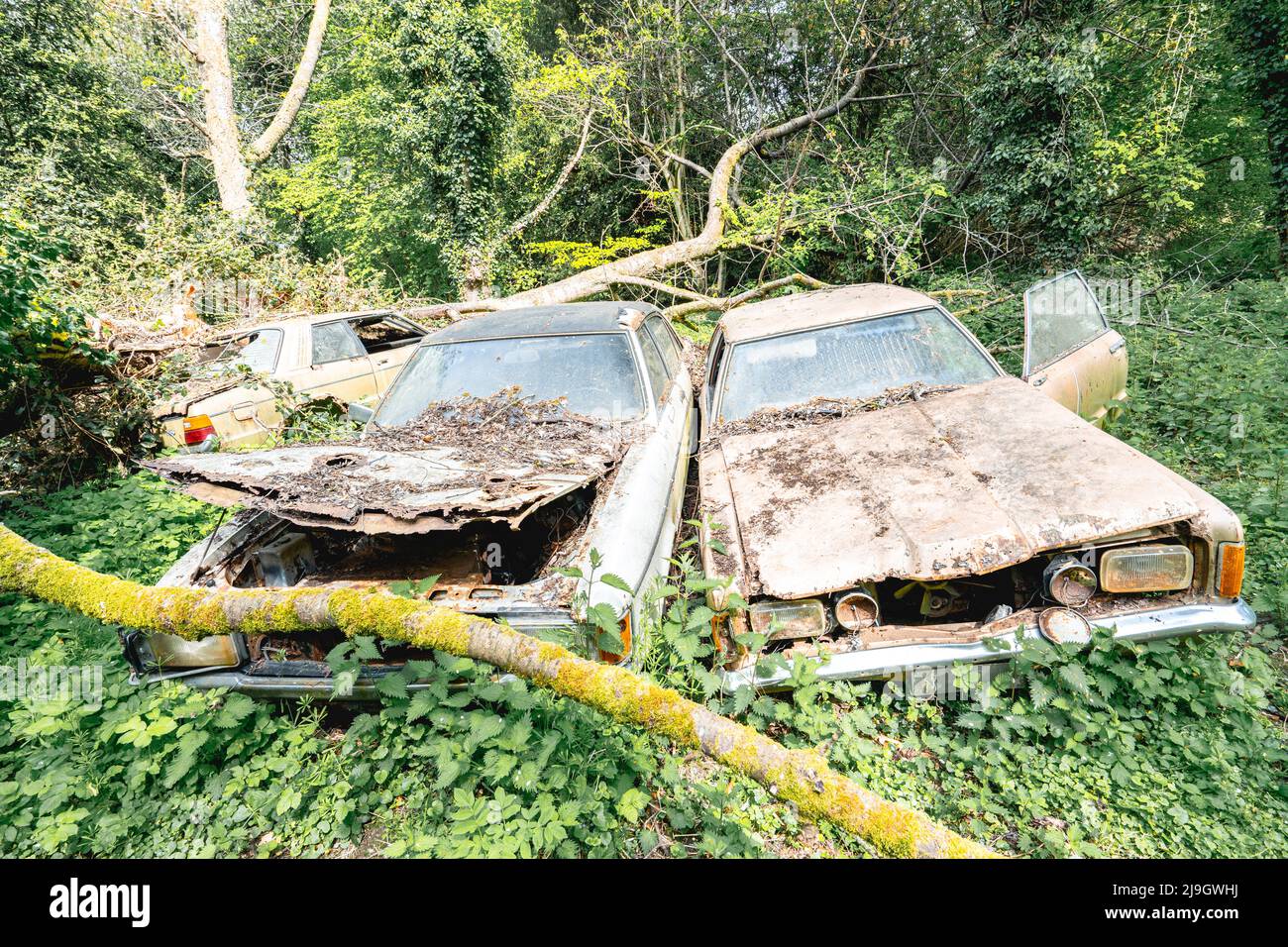 Old abandoned Ford cars dumped in the forest somewhere in Belgium Stock ...
