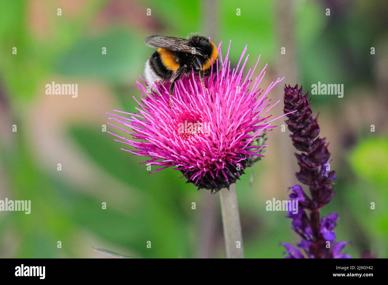 Chelsea, London, UK. 23rd May, 2022. A bumble bee, seemingly oblivious ...