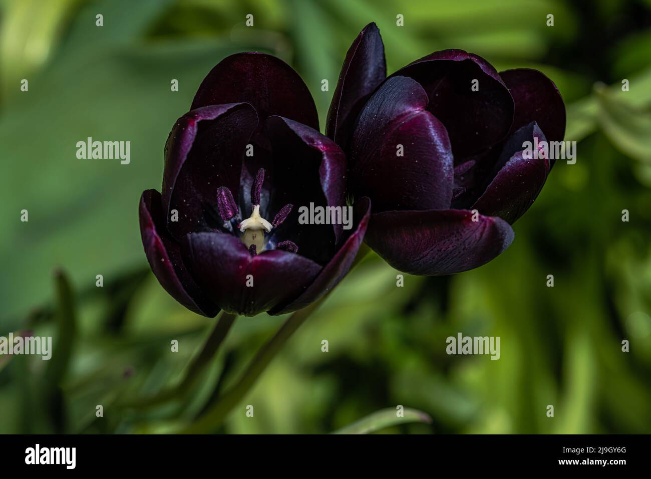 Queen Of The Night Tulip Stock Photo - Alamy