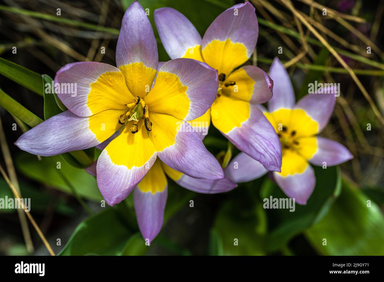 Lilac Wonder Tulip Flowers in Spring Stock Photo - Alamy
