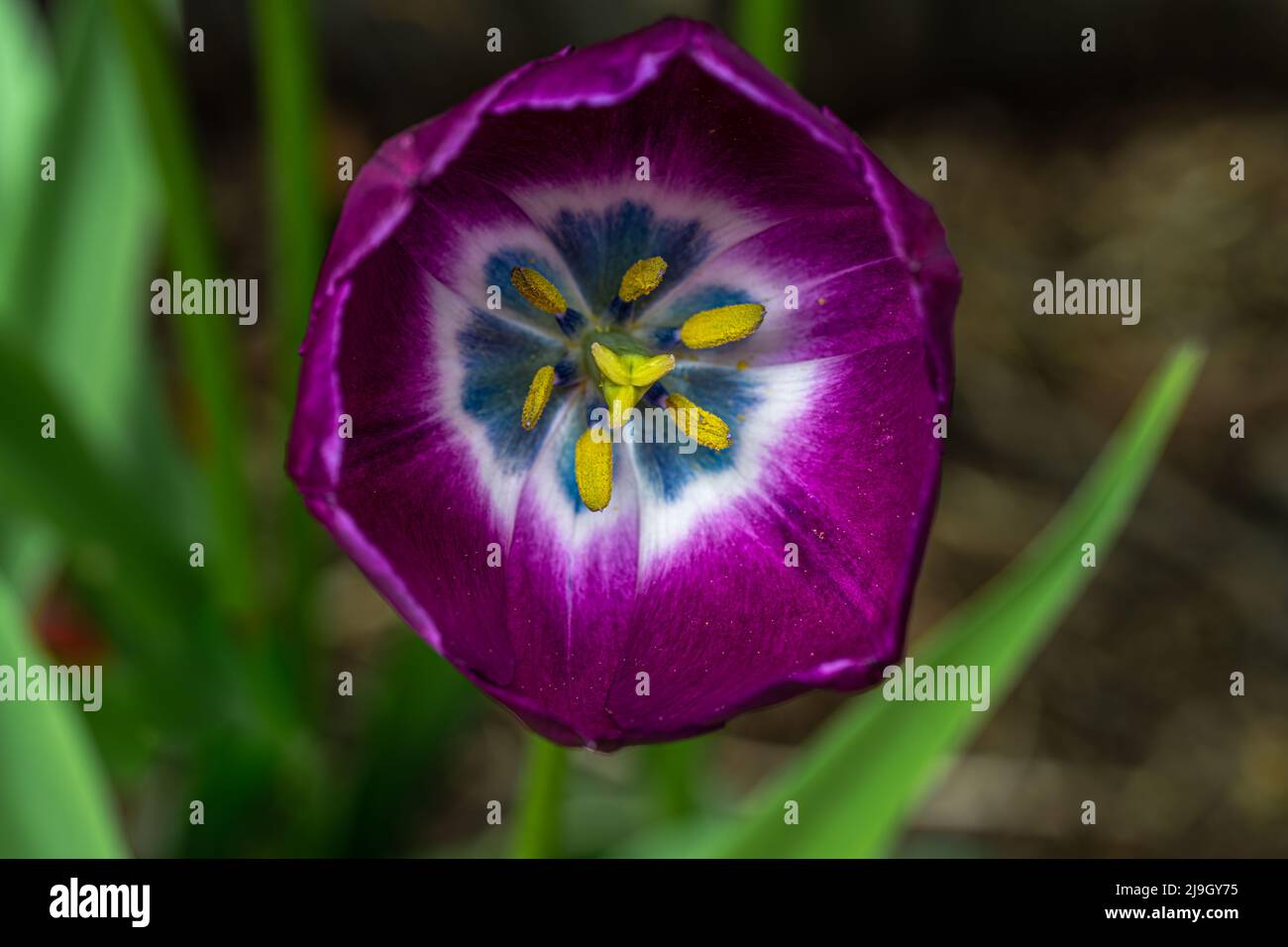 Purple Tulip Flower in Spring Stock Photo - Alamy