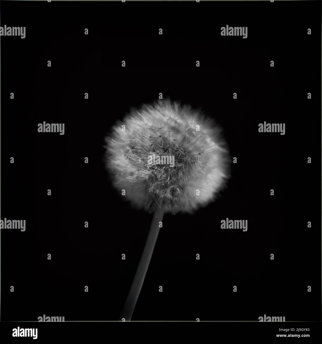 Details of a dandelion flower with macro lense. Dettagli di un fiore di ...