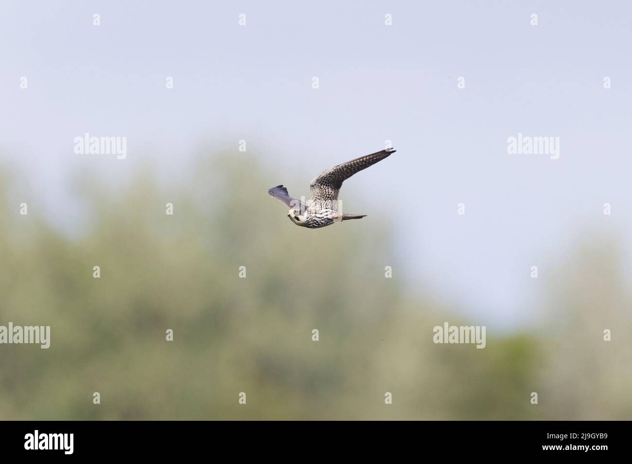 Eurasian Hobby (Falco subbuteo) adult flying, Suffolk, England, May ...
