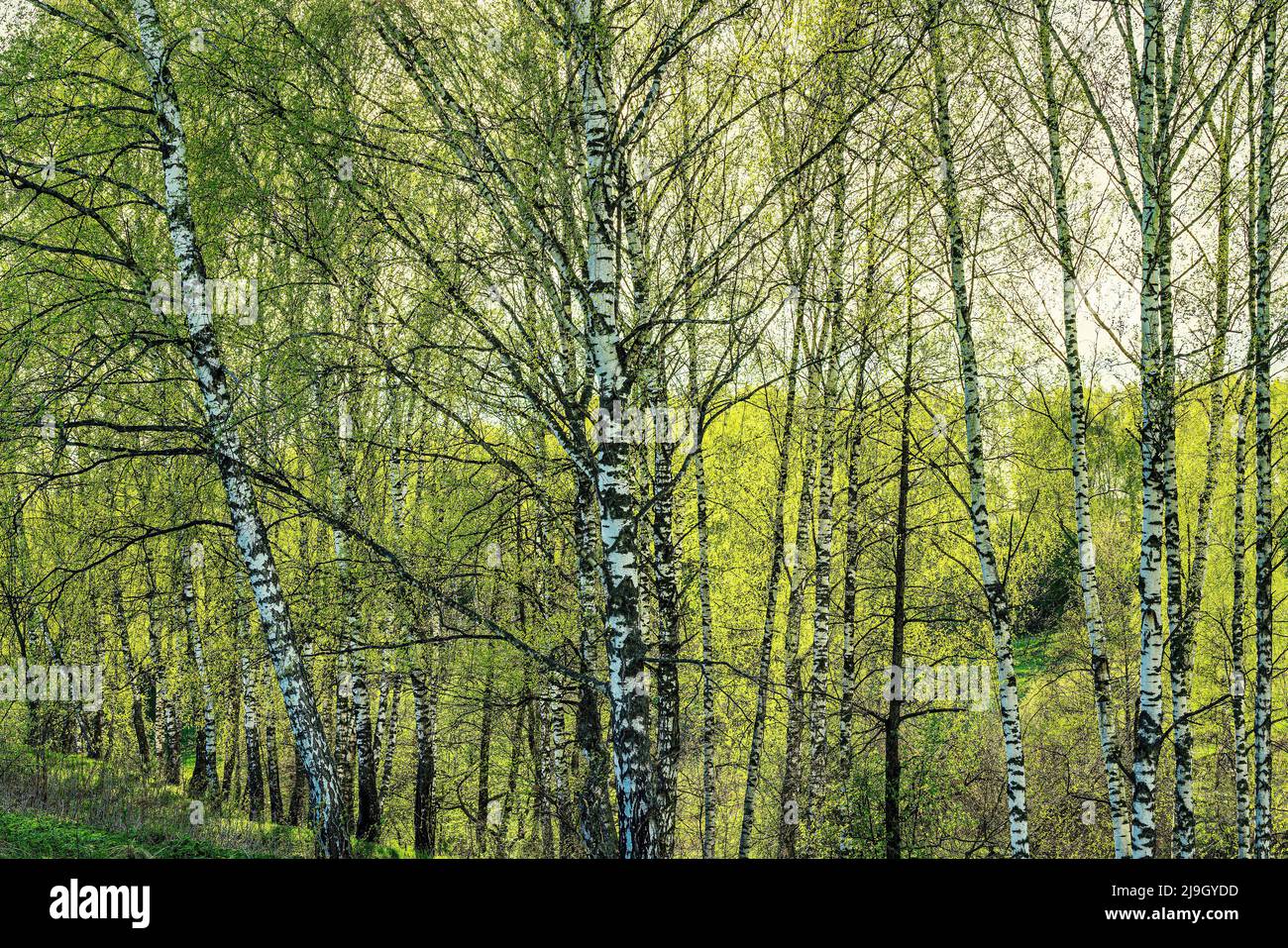 Birches with young leaves lit by sunlight in spring or early summer ...