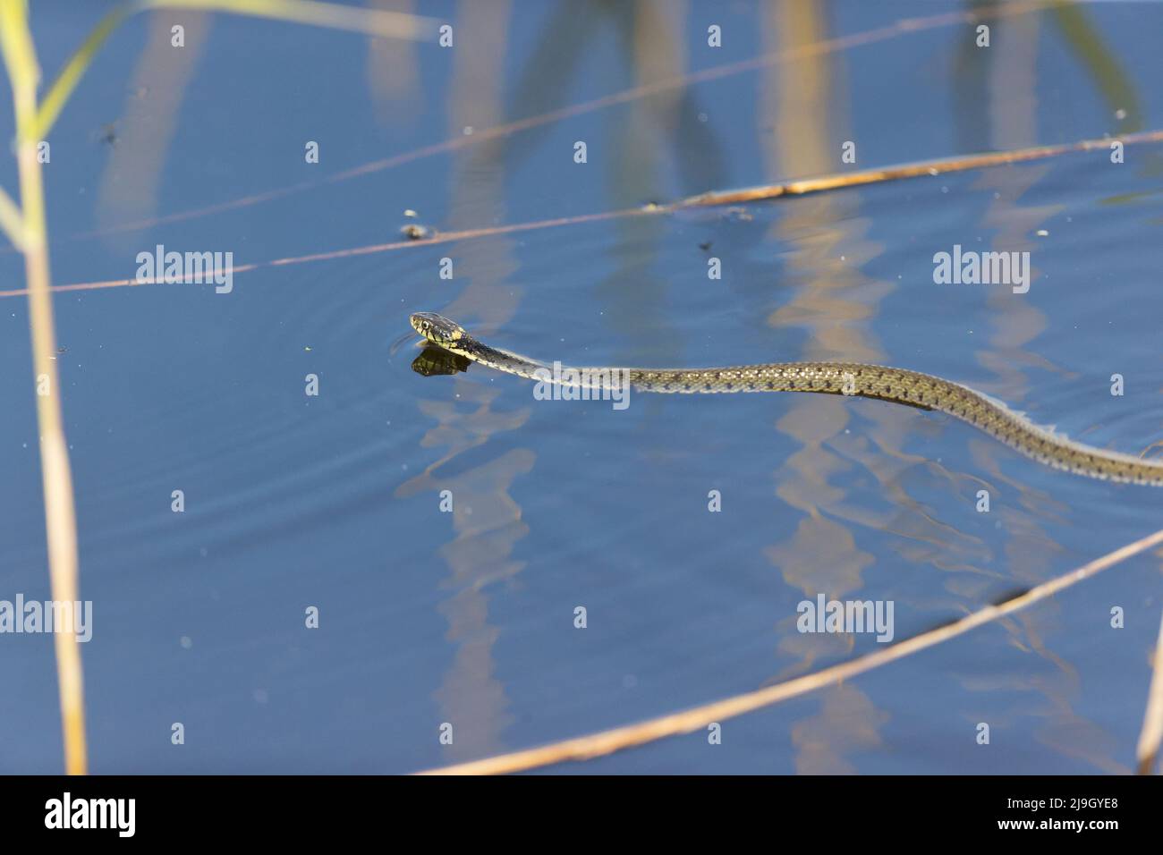 Grass Snake (Natrix natrix) adult swimming, Suffolk, England, May Stock ...