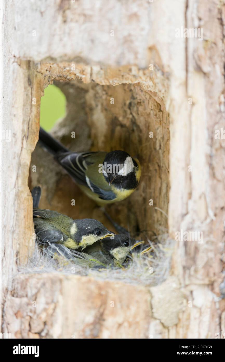 Great tit Parus major, adult female with chicks in nest in trunk with ...