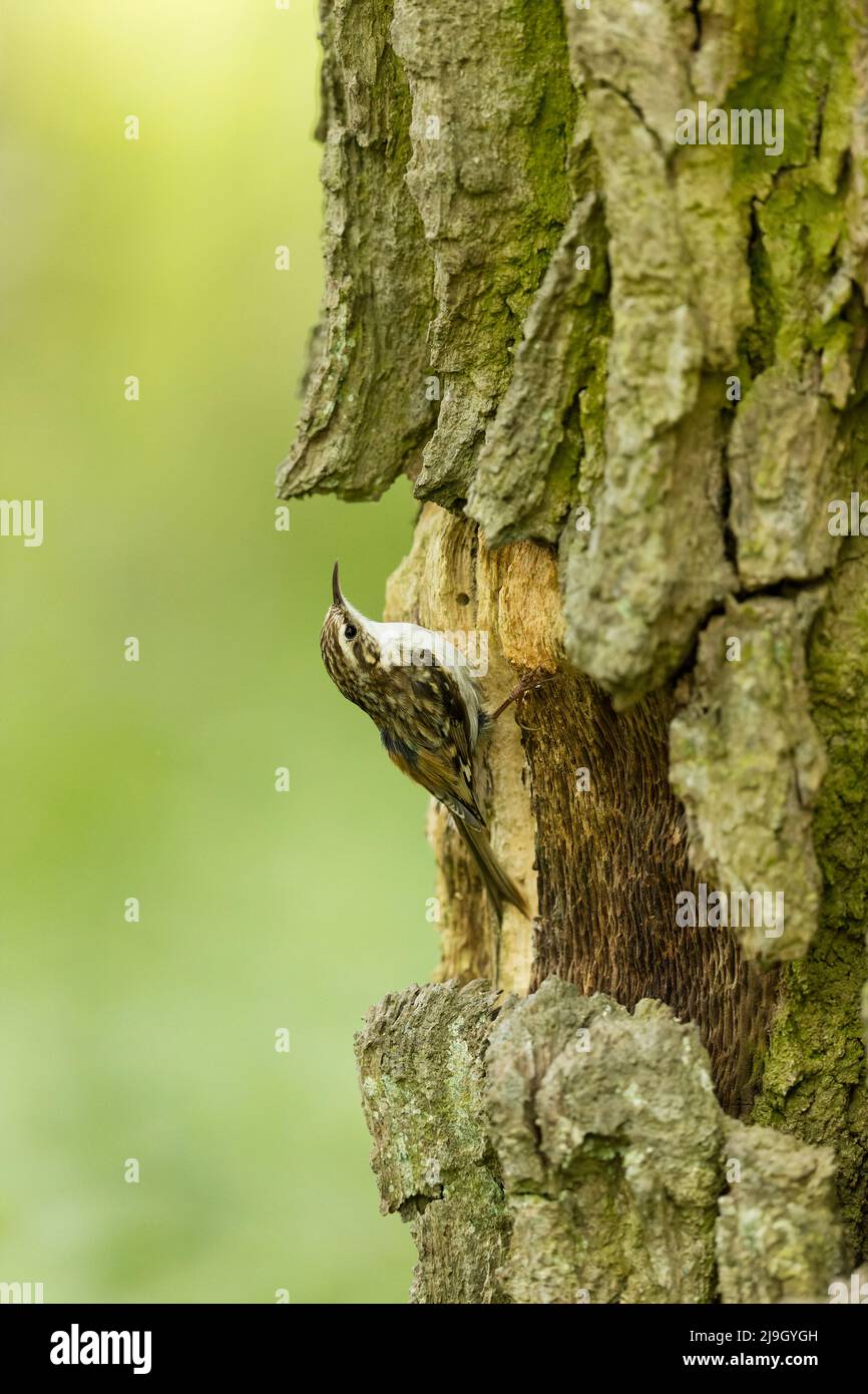 Common Treecreeper (Certhia familiaris) adult perched at nest entrance ...