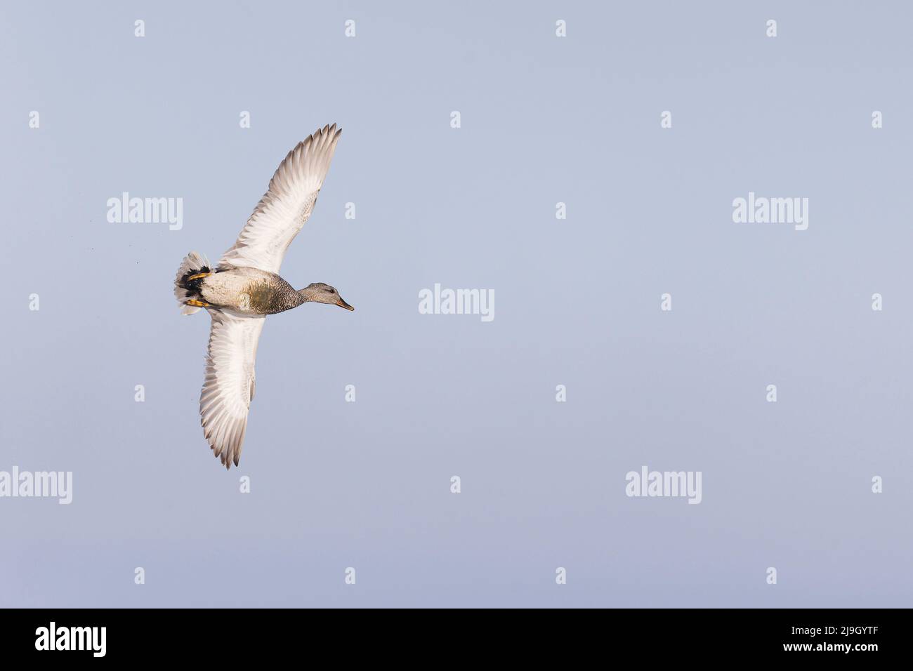 Gadwall (Anas strepera) adult male flying, Suffolk, England, May Stock ...