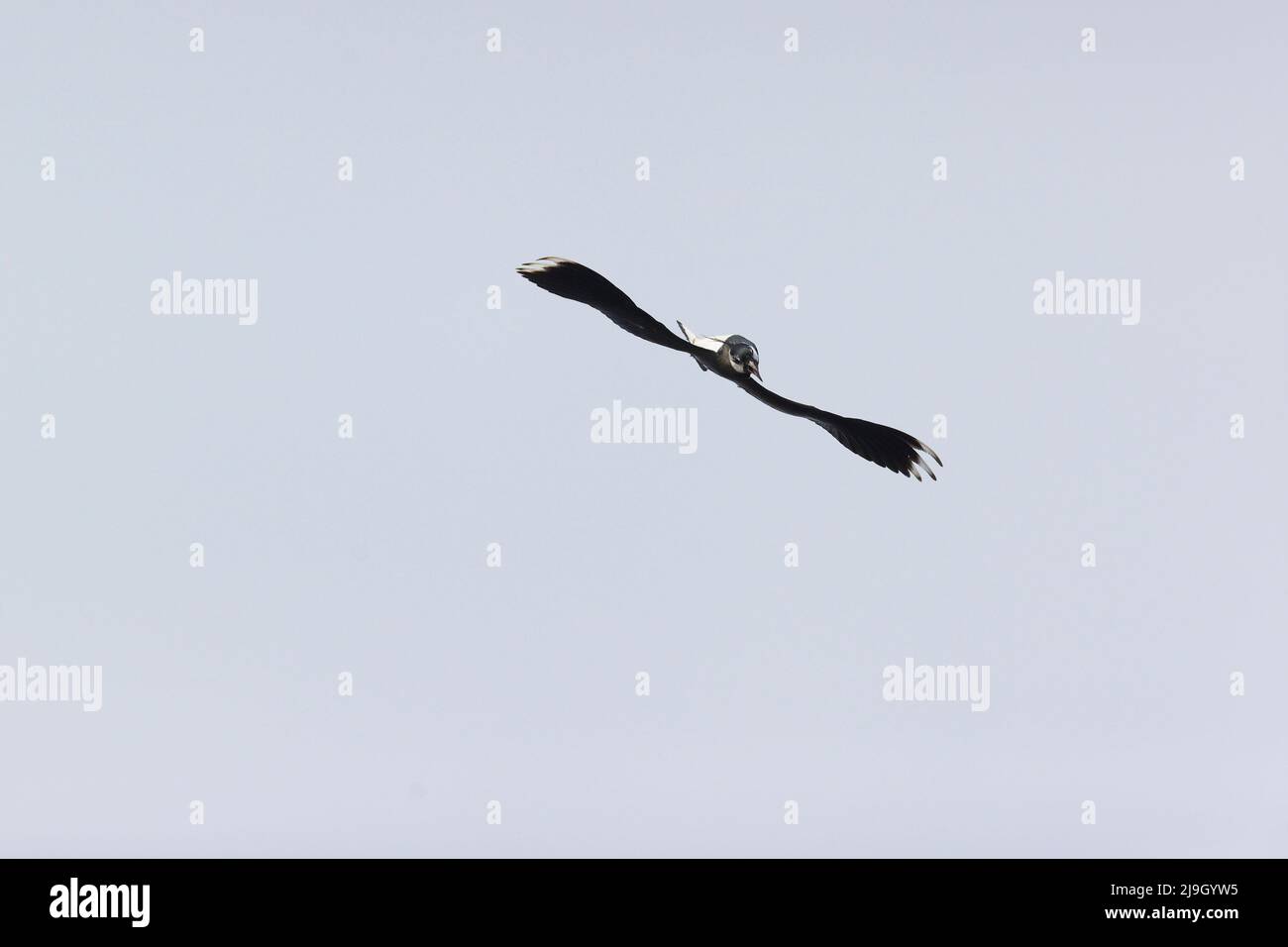 Northern Lapwing (Vanellus vanellus) adult male calling and turning in ...