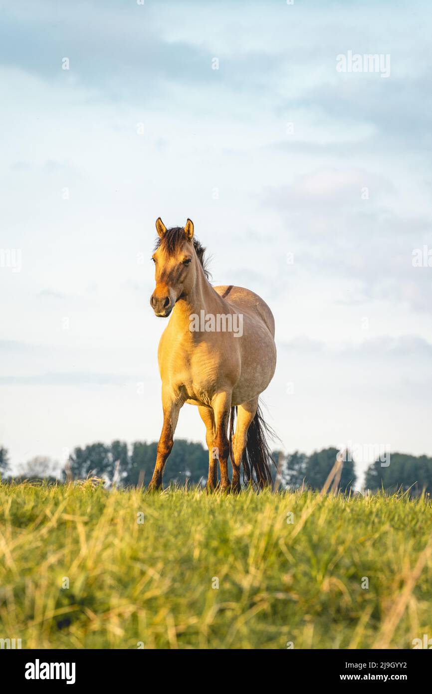 Wild horses in the fields in Wassenaar The Netherlands Stock Photo - Alamy