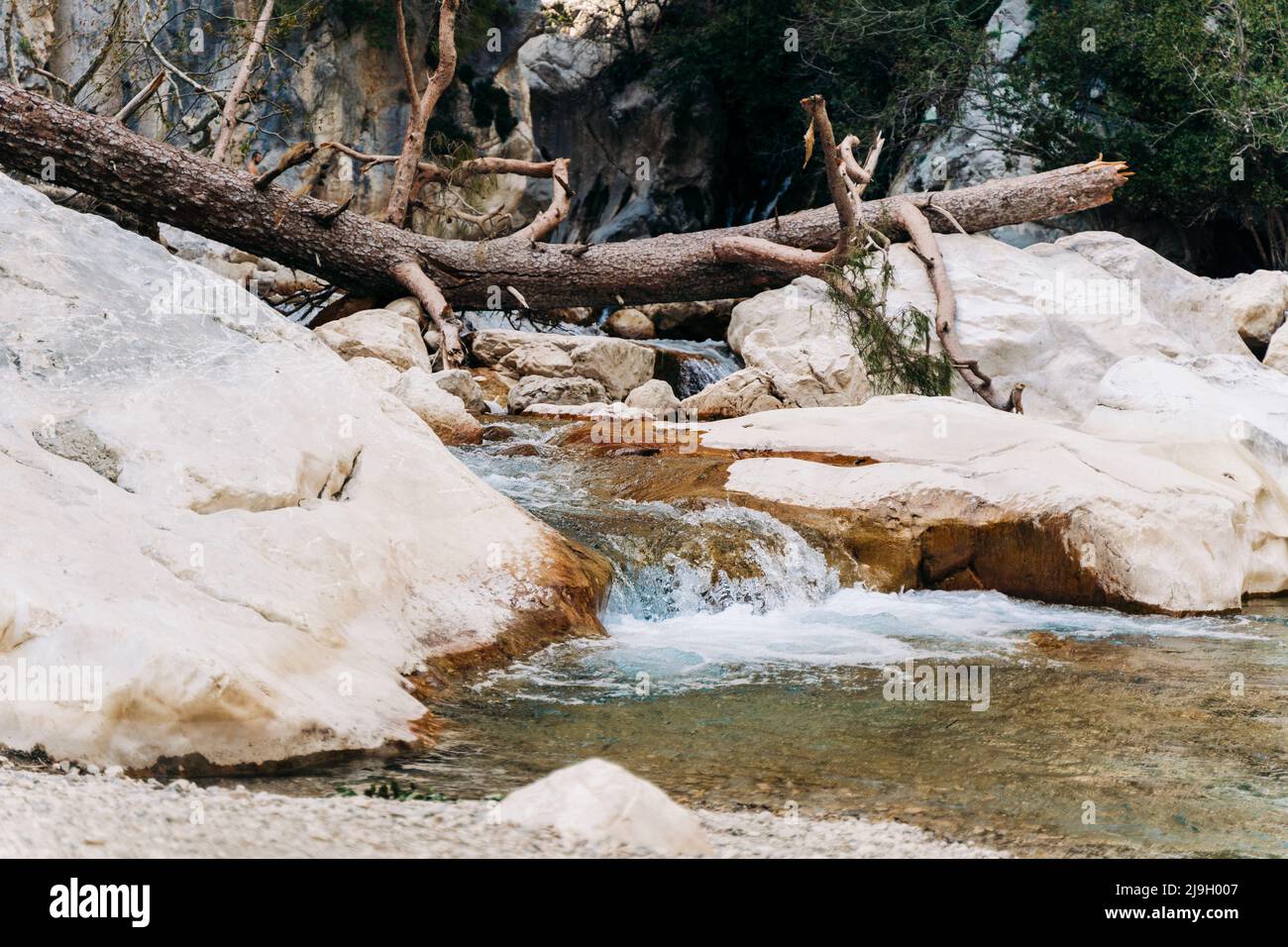 Mountain rapids with old fallen ash tree over the river. Tree trunk ...