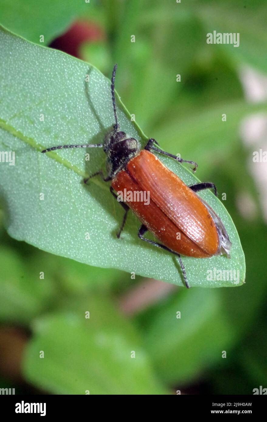 Omophlus lepturoides close-up Stock Photo - Alamy