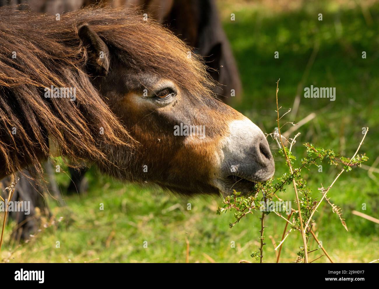 Knettishall Heath, Suffolk, Wild Ponies Stock Photo - Alamy