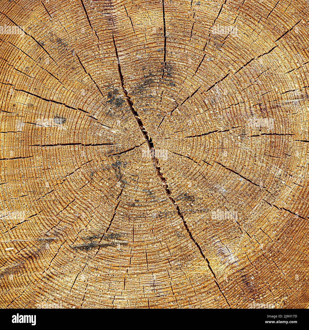 Cross section of an aged pine tree texture Stock Photo - Alamy
