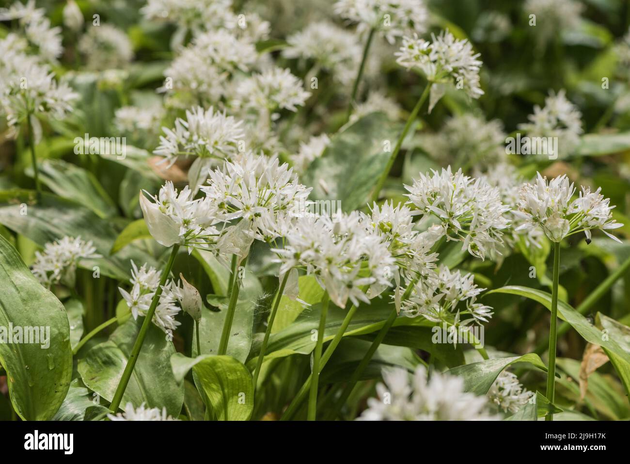 Flowering Ramsons (Allium ursinum Stock Photo - Alamy