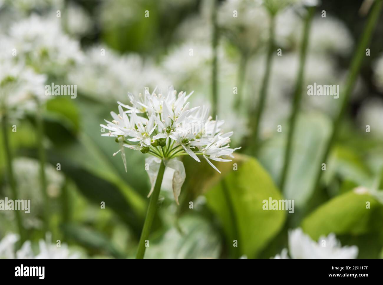 Flowering Ramsons (Allium ursinum Stock Photo - Alamy