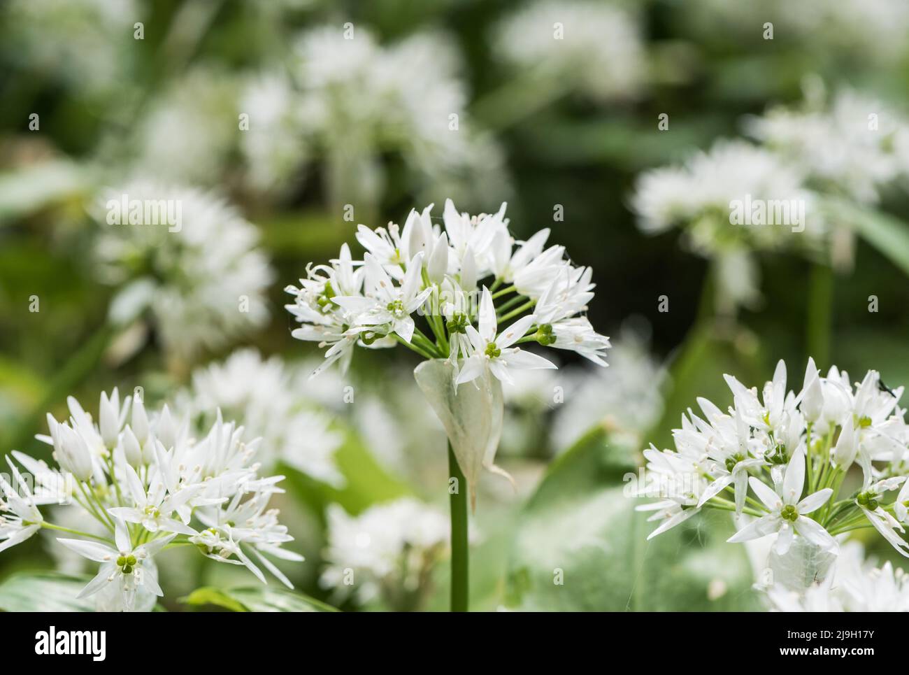 Flowering Ramsons (Allium ursinum Stock Photo - Alamy
