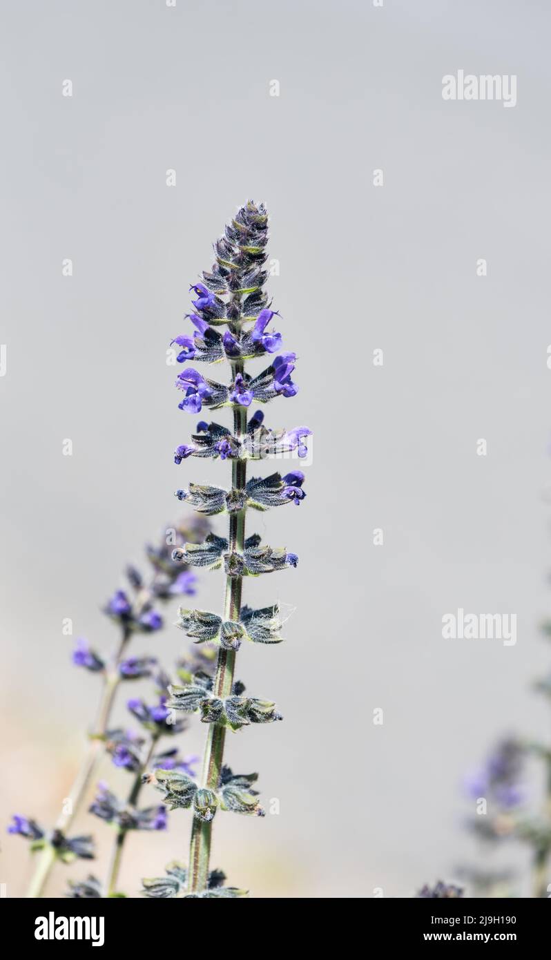 Flowering Wild Clary (Salvia verbenaca Stock Photo - Alamy