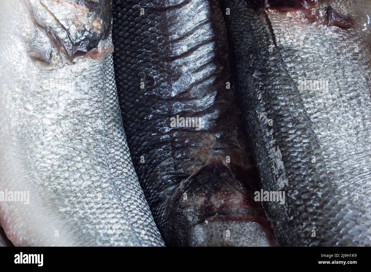 Extreme Close Up of a squama texture of several raw whole hakes as a ...