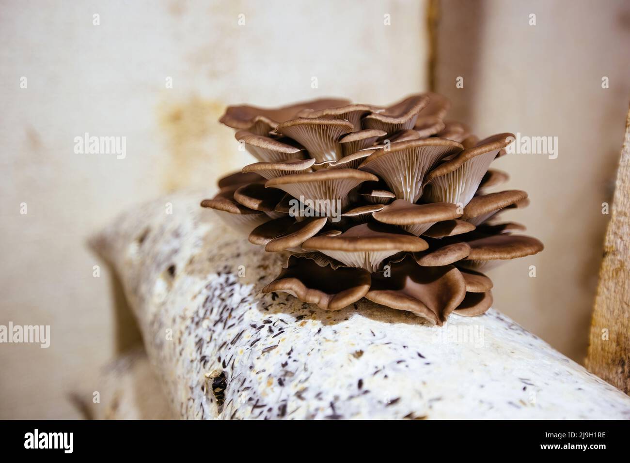 Oyster mushroom cultivation growing in farm on oil cake substrate Stock ...