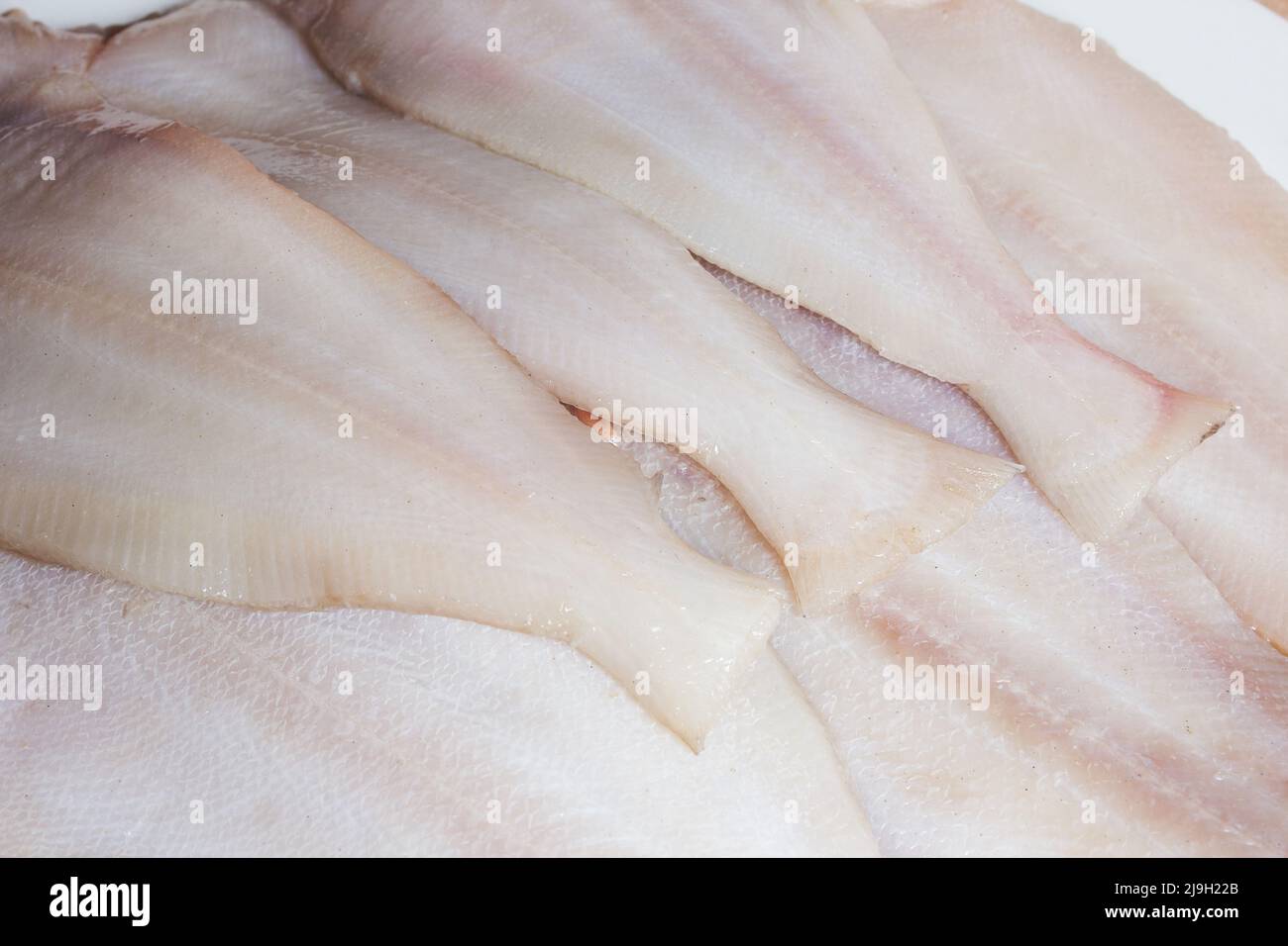 Gallo fish hi-res stock photography and images - Alamy