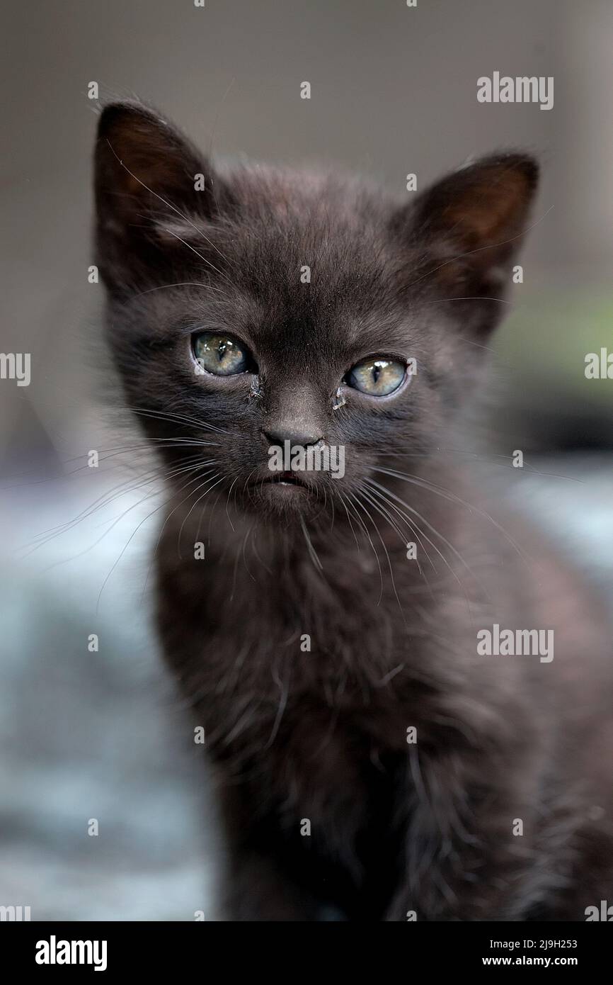 5 week-old kitten Stock Photo - Alamy