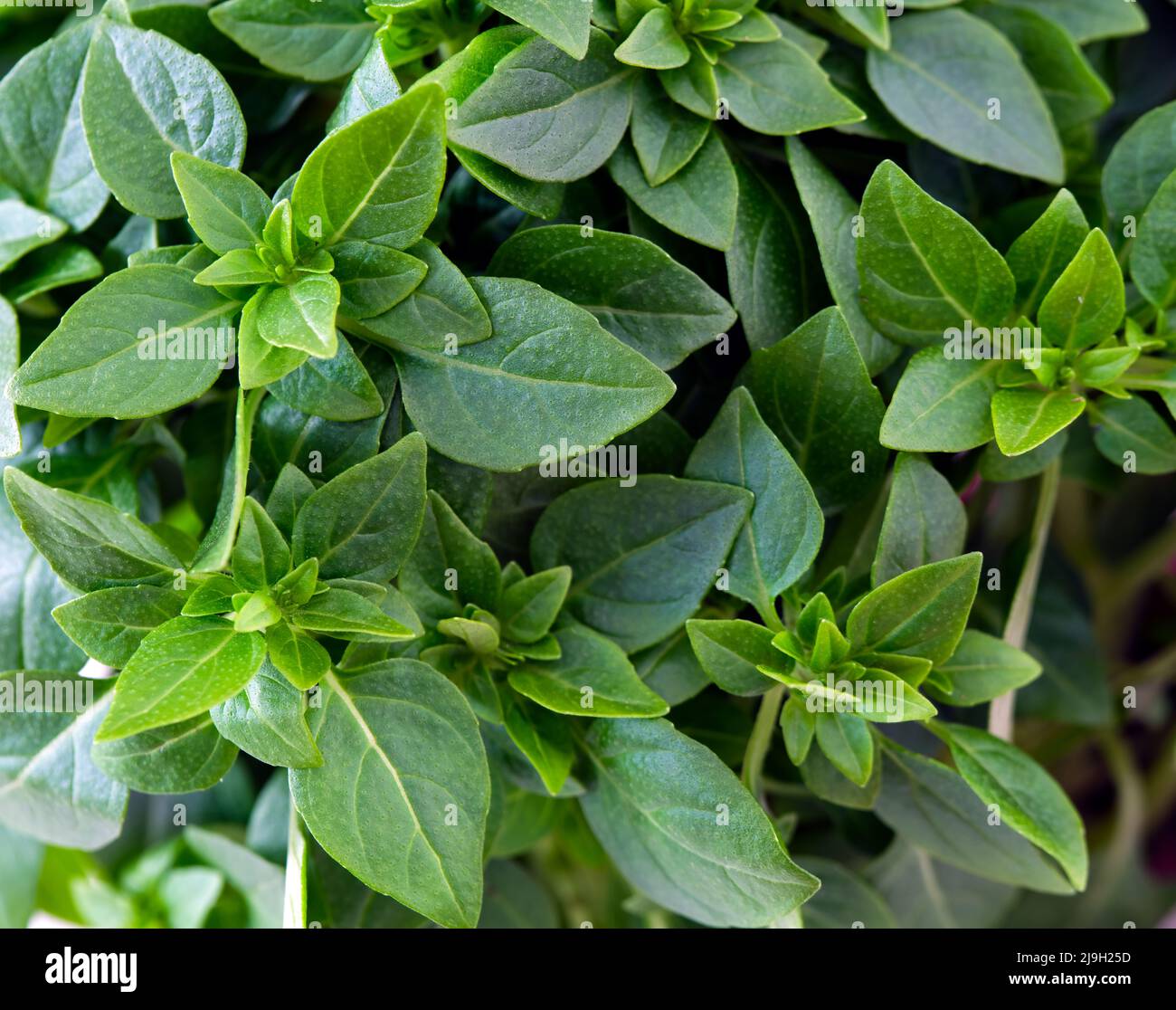 Green bush basil close hi-res stock photography and images - Alamy