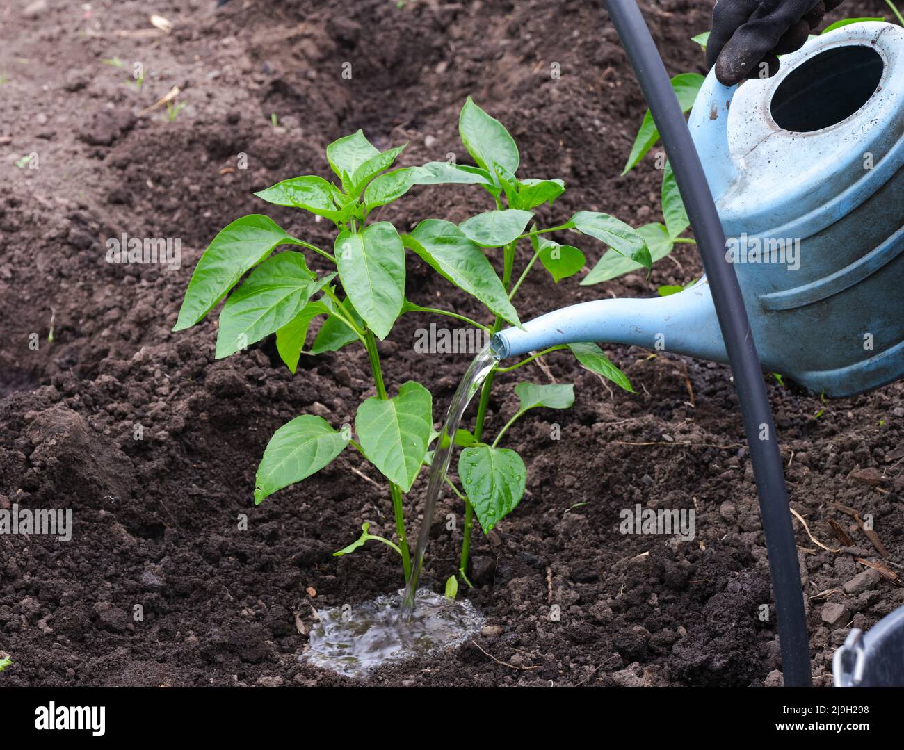 A person watering a pepper plant seedling using a watering can. Close ...