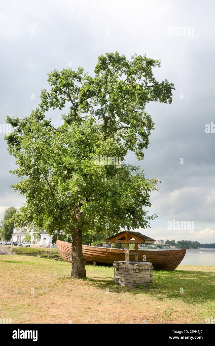 Green oak tree at the summer season. Closeup view Stock Photo - Alamy