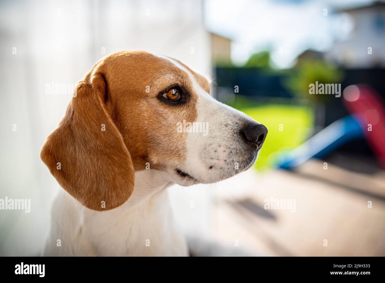 Cute beagle dog portrait in backyard. Dog themed background Stock Photo ...