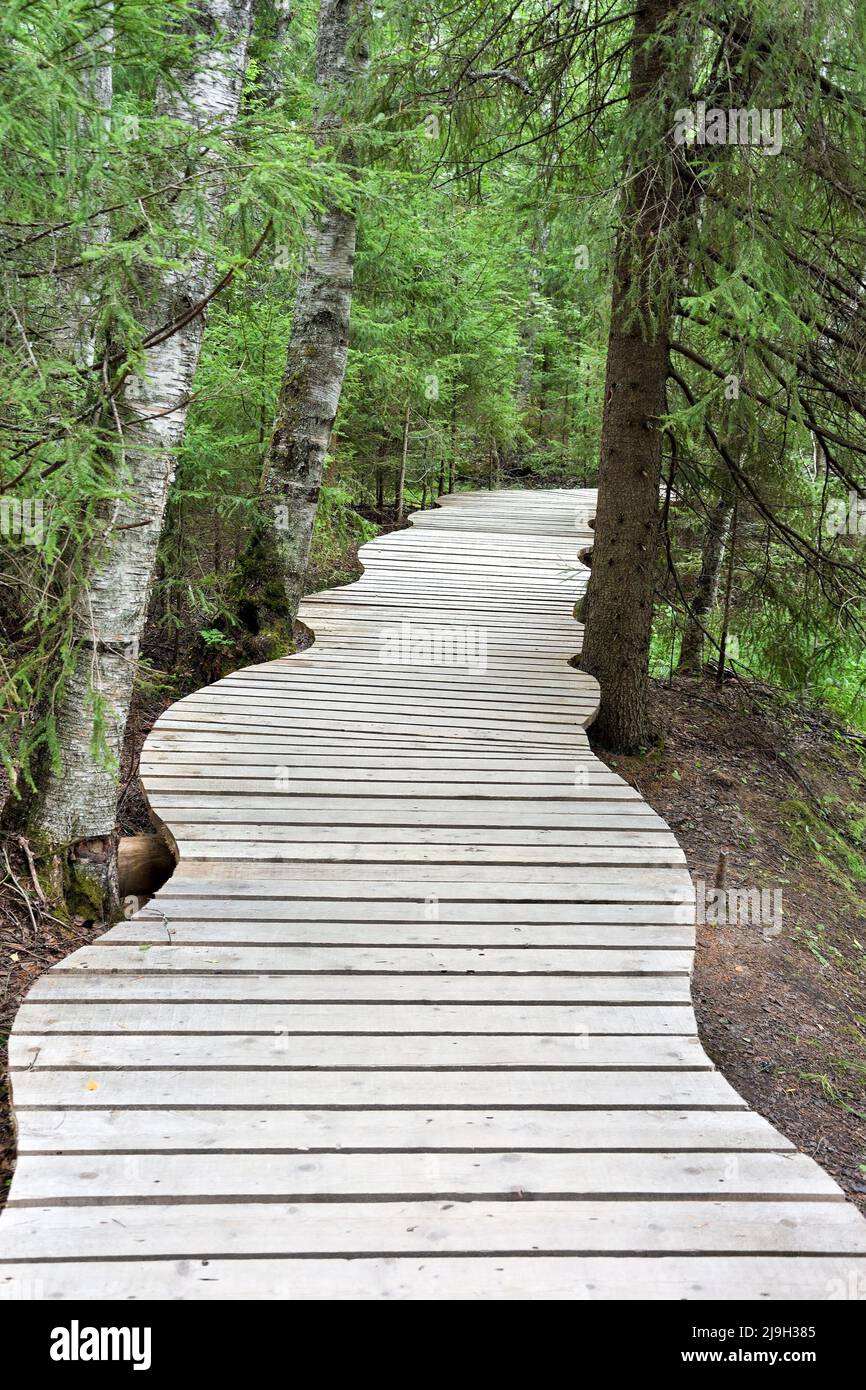 Wooden road at the forest Stock Photo - Alamy