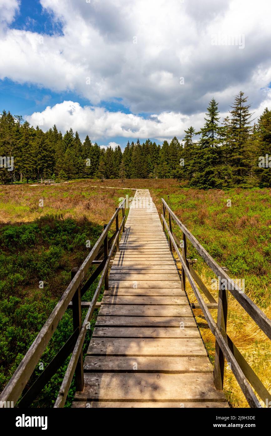 Hike to the high moor near Oberhof in the Thuringian Forest - Thuringia ...